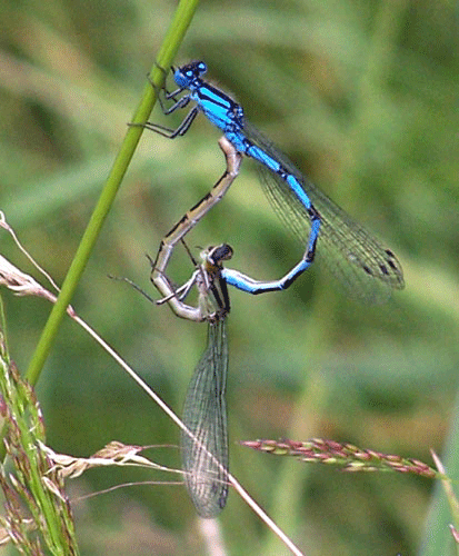 Capung kawin wajar, tapi yang ini capungnya yang tidak wajar