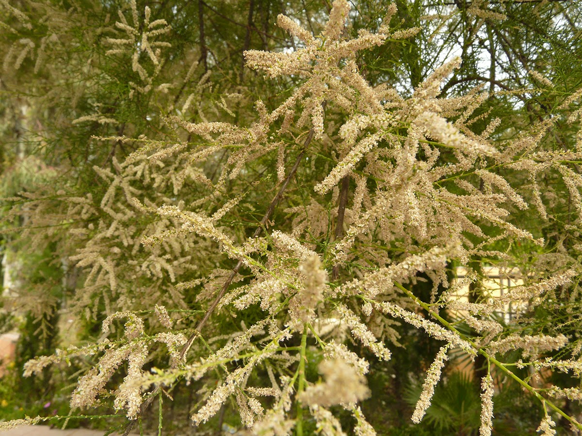 Á R B O L E S (T R E E S): Tamarix gallica L (TARAY, TARAJE)