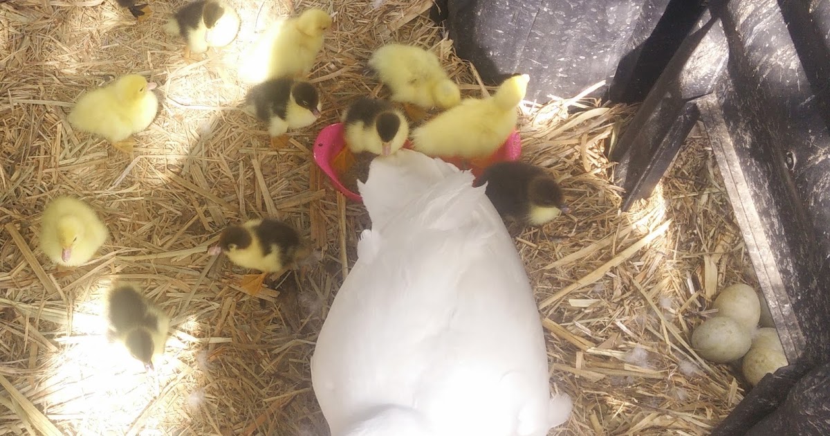 Baby Ducklings - 1 day old | Peepel, Farms and Technology
