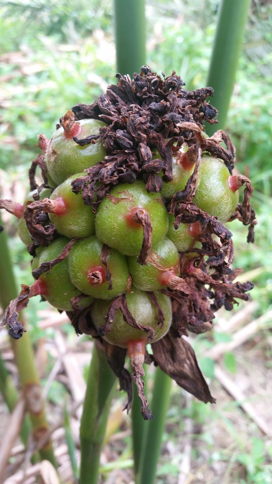 Warisan Petani: Tanaman Pokok Kantan.