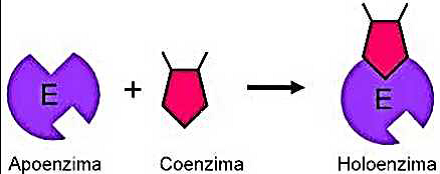 La Bioquimica (Su Importancia)