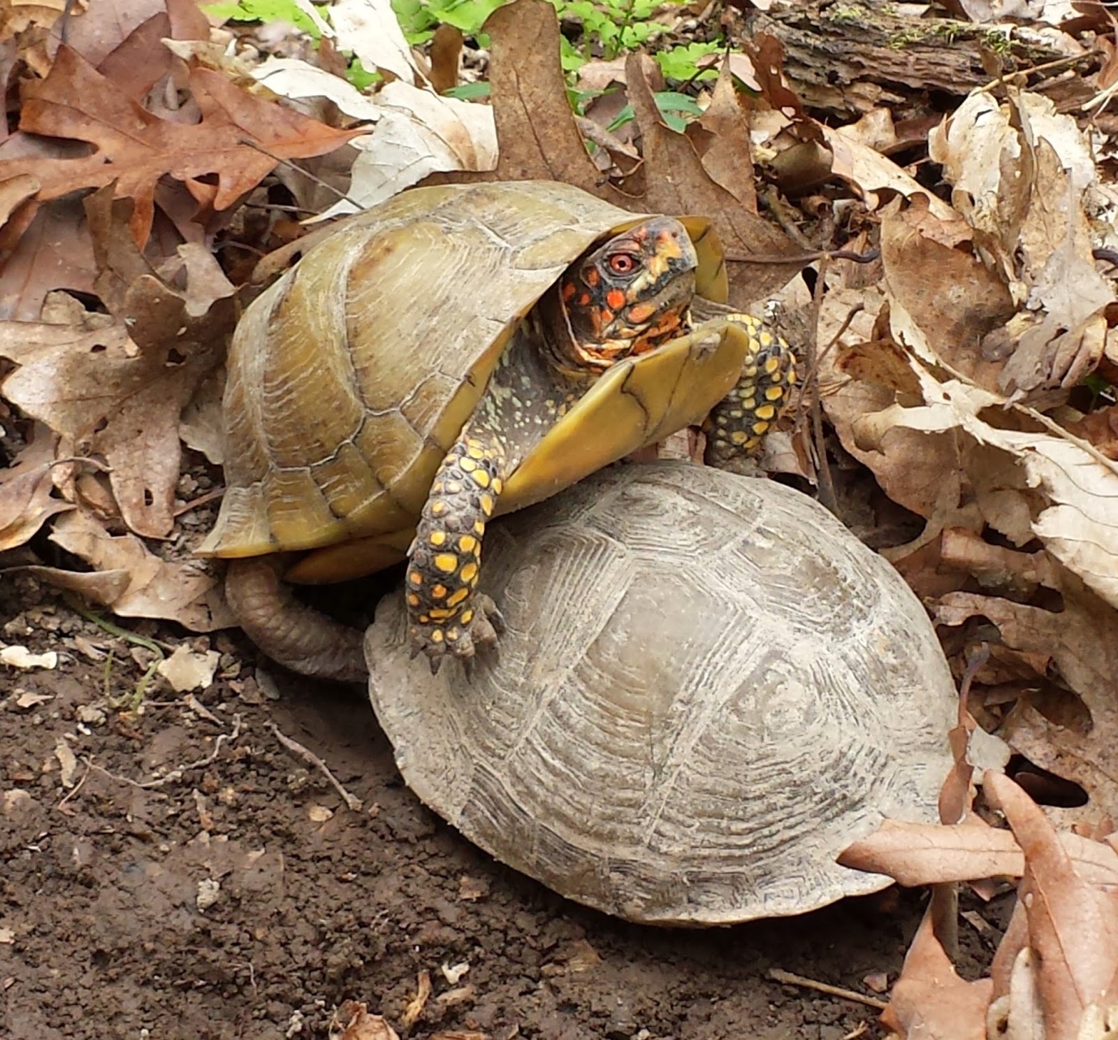 Divinebunbun's Rugged Rural Missouri: April 2014