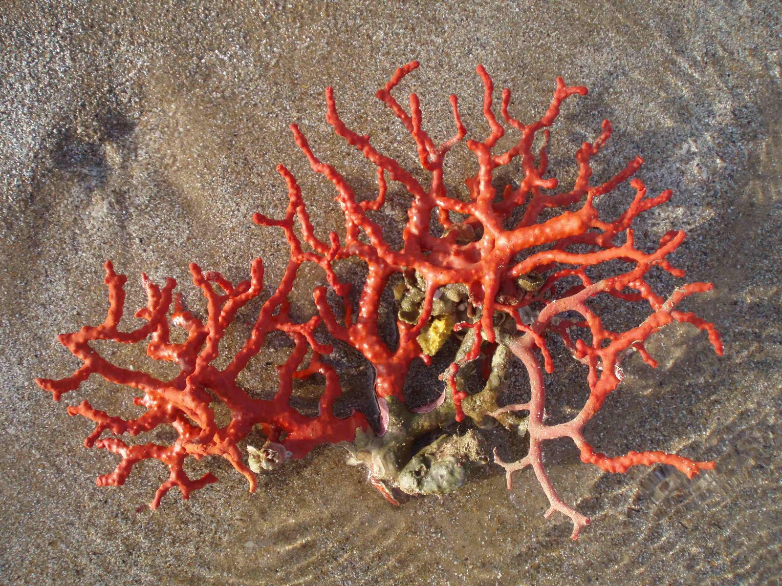 Bien plus que des mots...: Corail rouge de Méditérranée