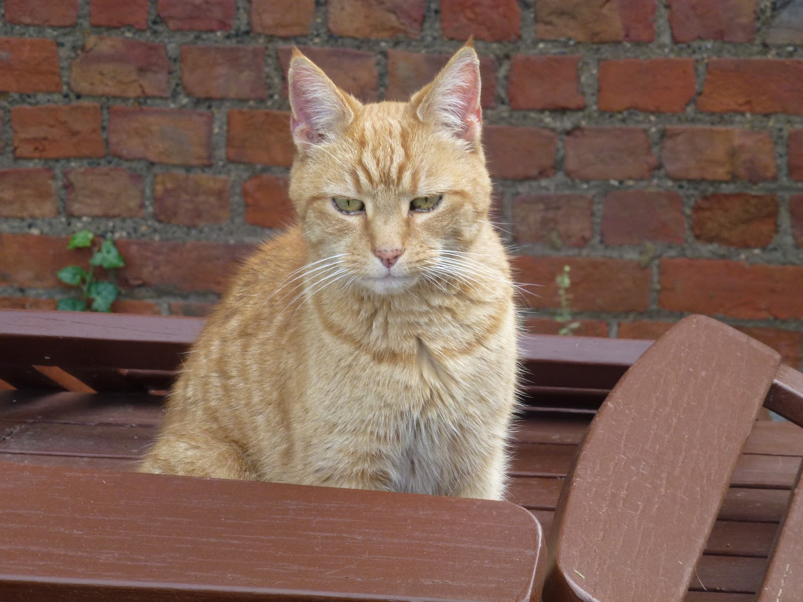 Aslan the Cat - life, love, lessons and lazing from Aslan and friends ...