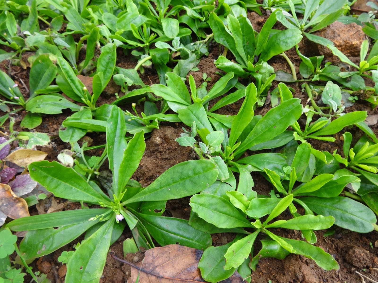 Herbs from Distant Lands: Talinum triangulare - Philippine Spinach ...