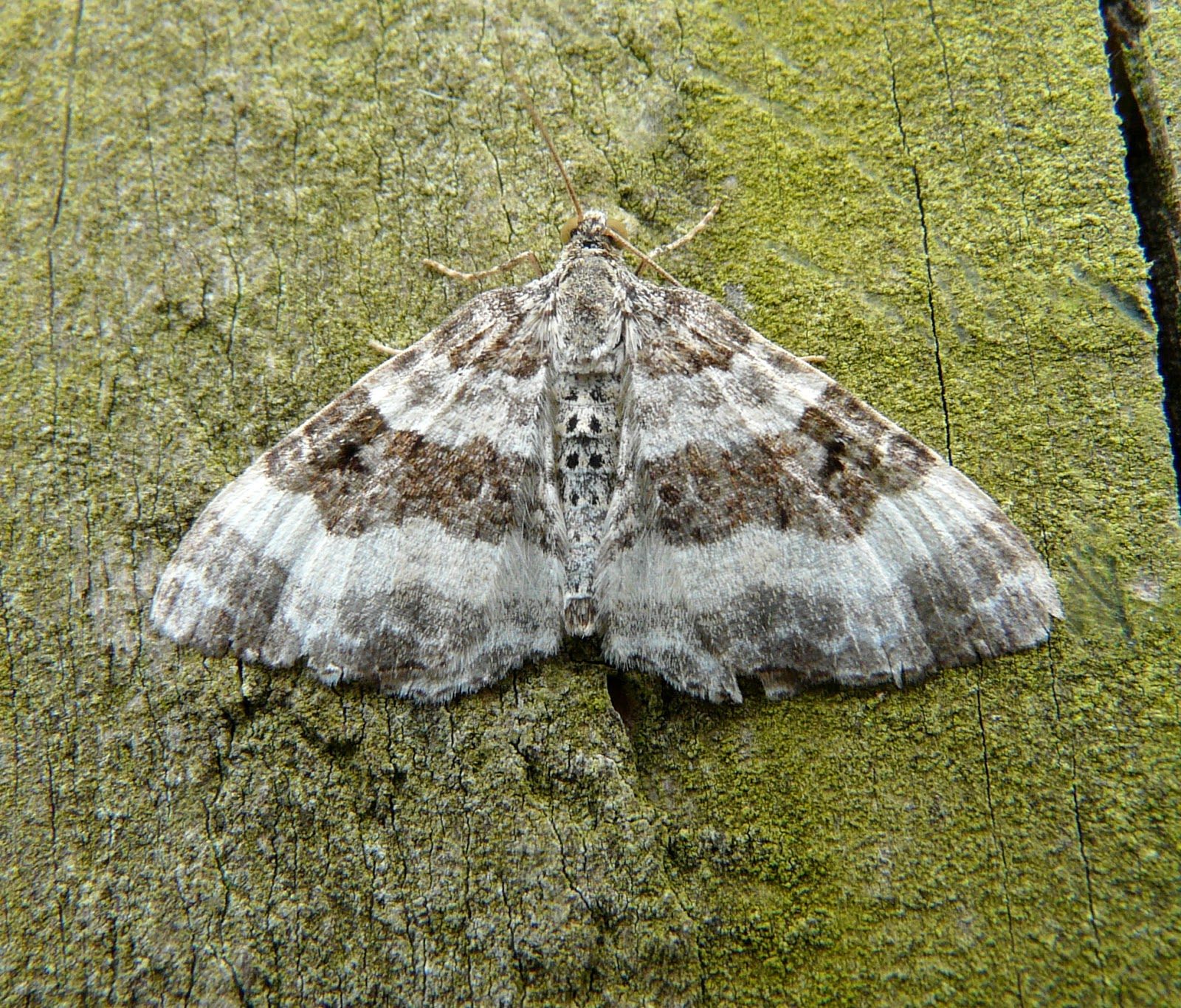 birdingexmouth: Moths in Hedges