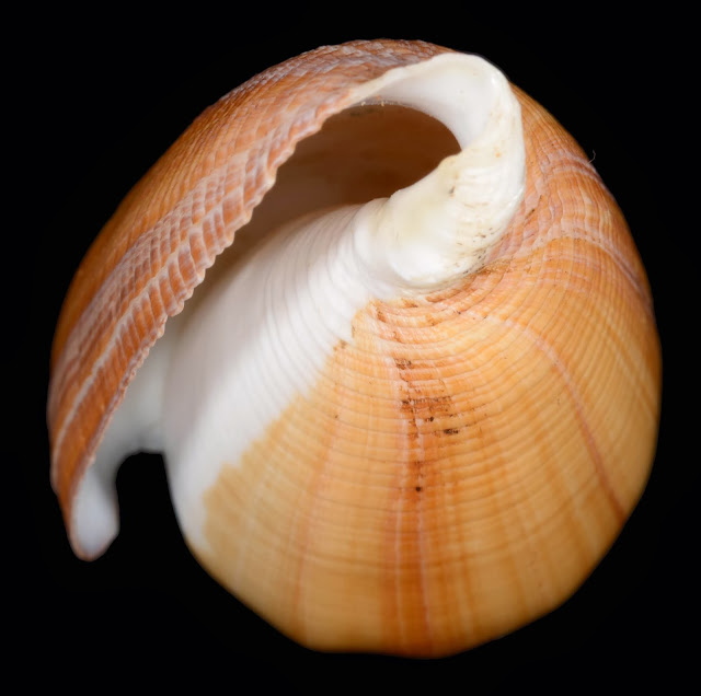 Dr. Lee's Gallery Museum: Conus sulcatus bocki 74.7mm 木乃伊芋螺