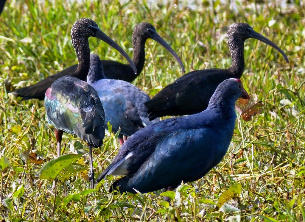 geopiedra: Calamón / Purple swamphen