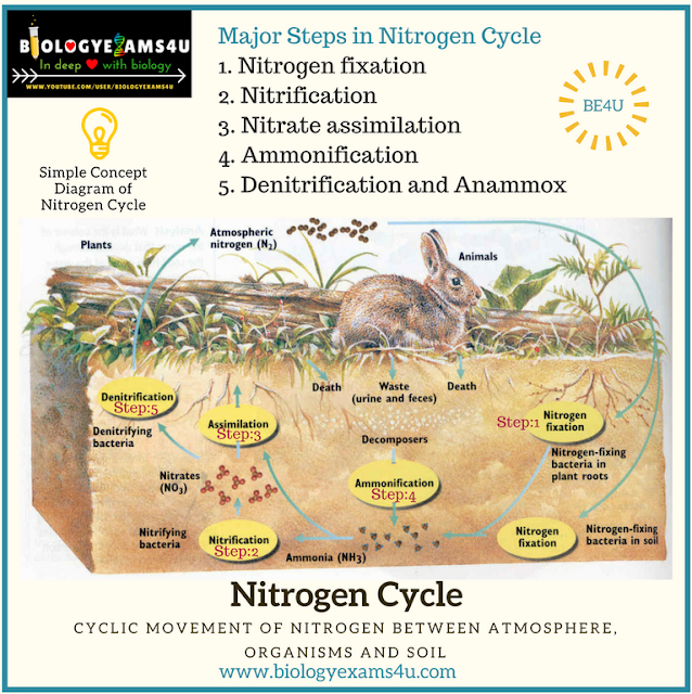 5 Steps in Nitrogen Cycle with Simple Diagram and Notes on Anammox ...
