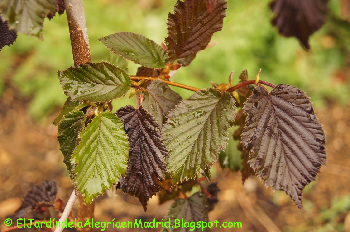 El jardín de la alegría : Los bellos amentos de los avellanos (Corylus ...