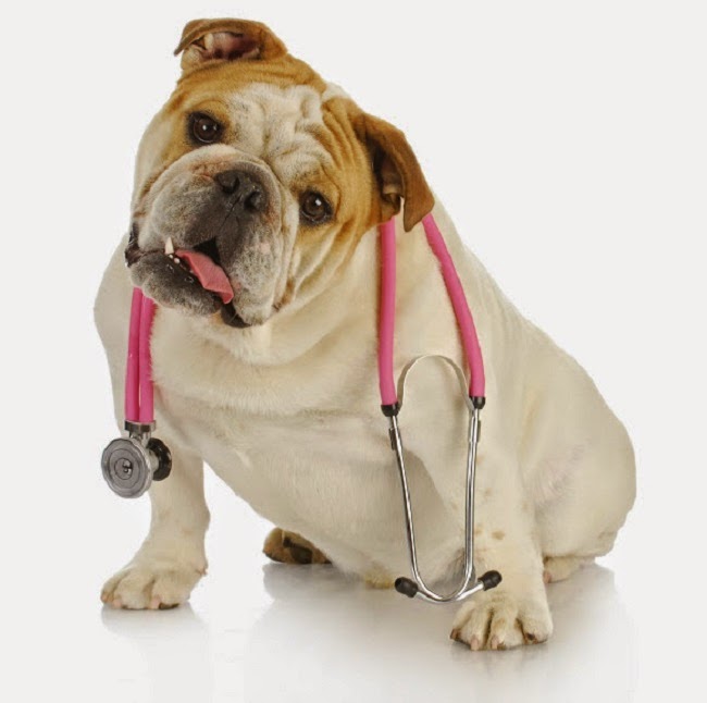 Grzybica skóry u psa | Na psim tropie