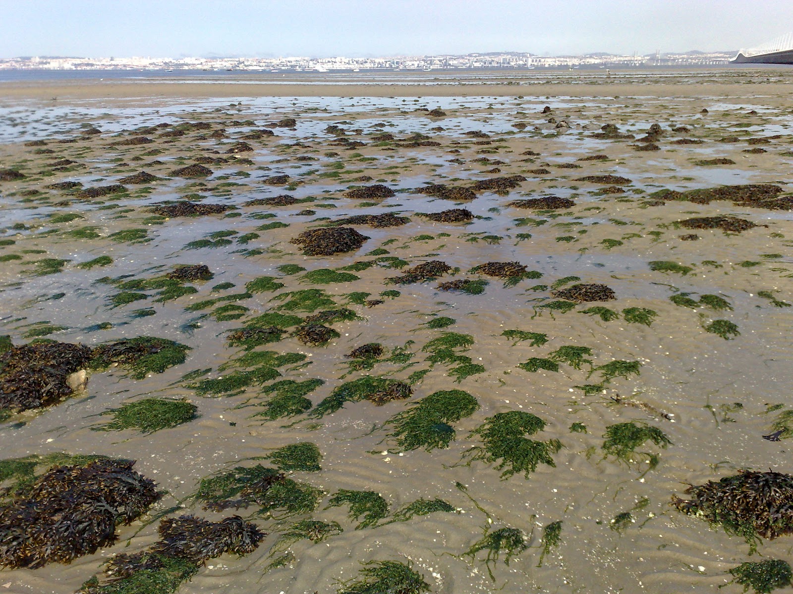 Humanos somos nós!?: Praia do Samouco(Montijo).