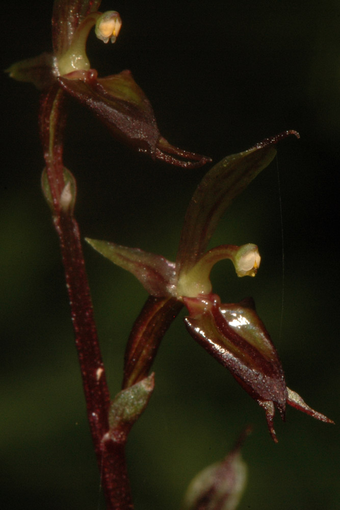 The Nature of Robertson: Orchids and Birds at Bullio