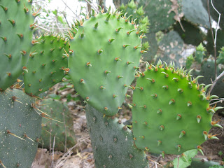 Wild Edible Texas: Prickly Pears