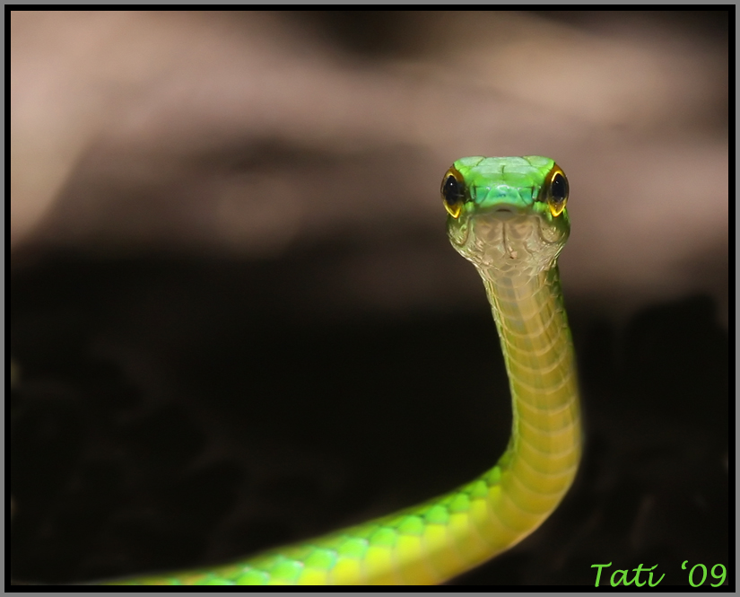 Costa Rica Touring : Snakes of Costa Rica.