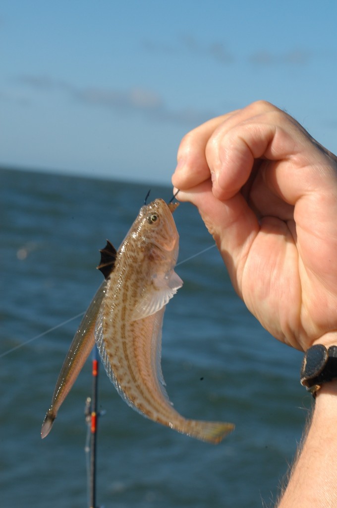 Monster Fish: WEEVER FISH