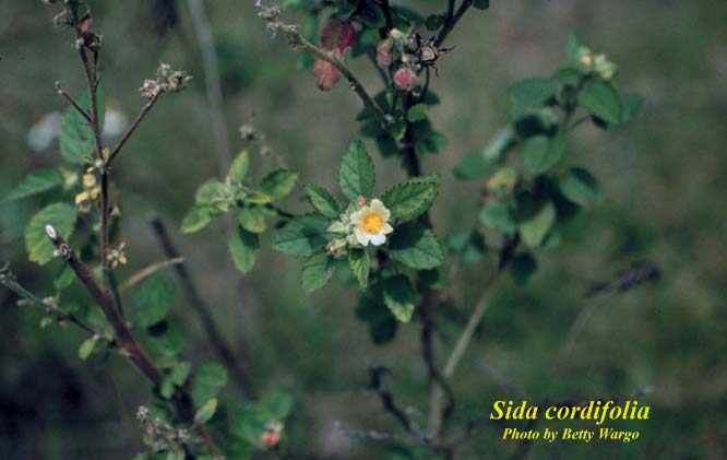 PLANT FAMILIES OF PUERTO RICO AND FLORIDA PAPO VIVES: MALVACEAE NÚM 75 ...