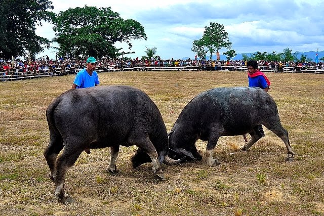 mybeautifulILOILO: San Joaquin Celebrates the Wild and Festive Mood of ...