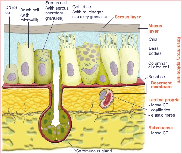 Respiratory Mucosa Diagram