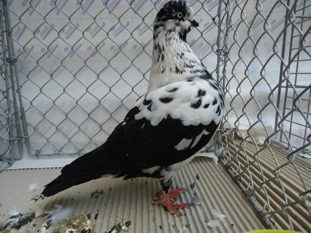 English Show Tippler pigeons - Pigeons fall