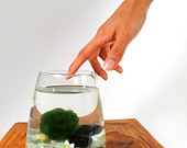 Marimo chan: Photo Galery