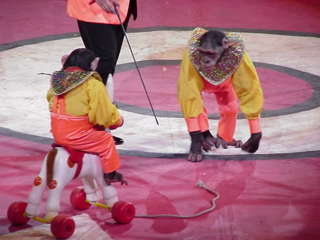 GINNYOLOGY: The Study of...............: Not My Circus..........Not My ...