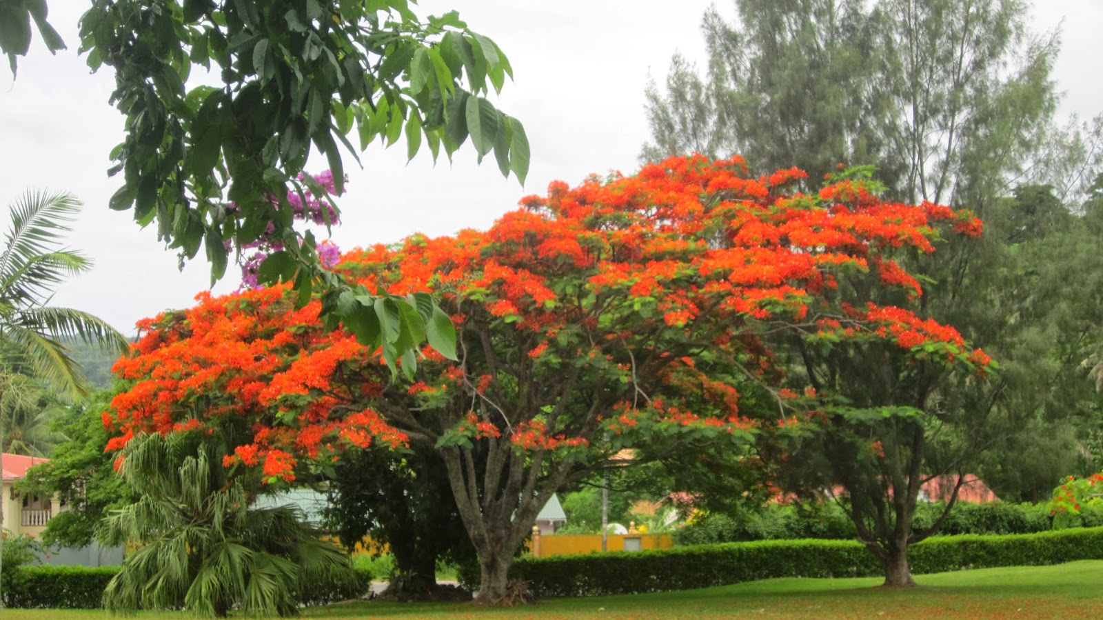 Larsen's Vanuatu Mission: Christmas Trees in the Southern Hemisphere