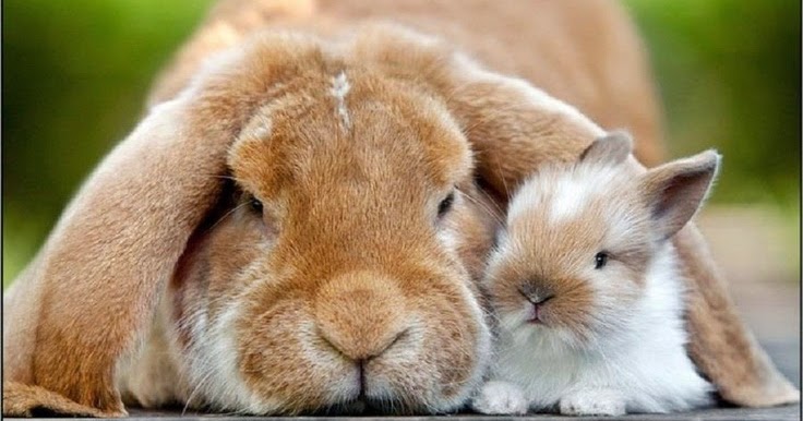 Rabbit Ramblings: Happy Mother's Day!