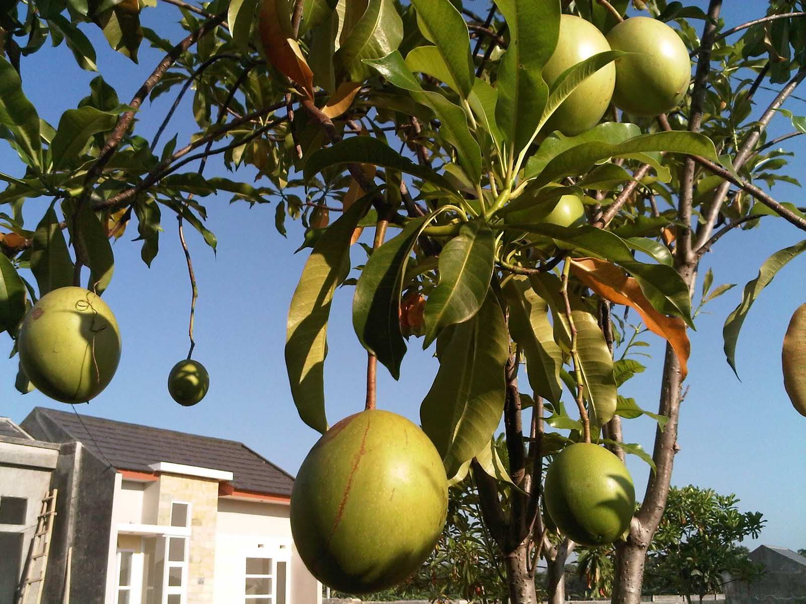 Info Top Manfaat Pohon Bintaro, Terbaru!