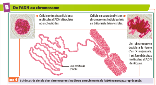Devoir Maison Svt 3eme Chromosomes | Ventana Blog