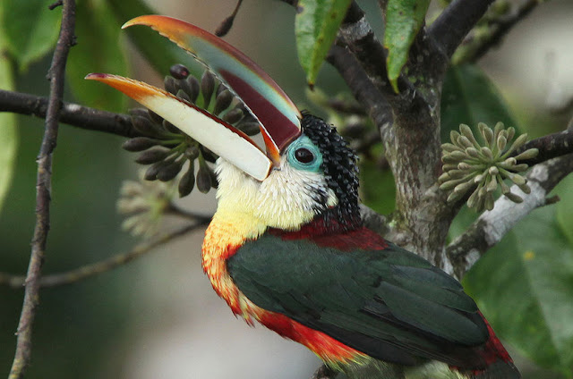 Araçari-mulato (Pteroglossus beauharnaesii) ~ Você realmente sabia?