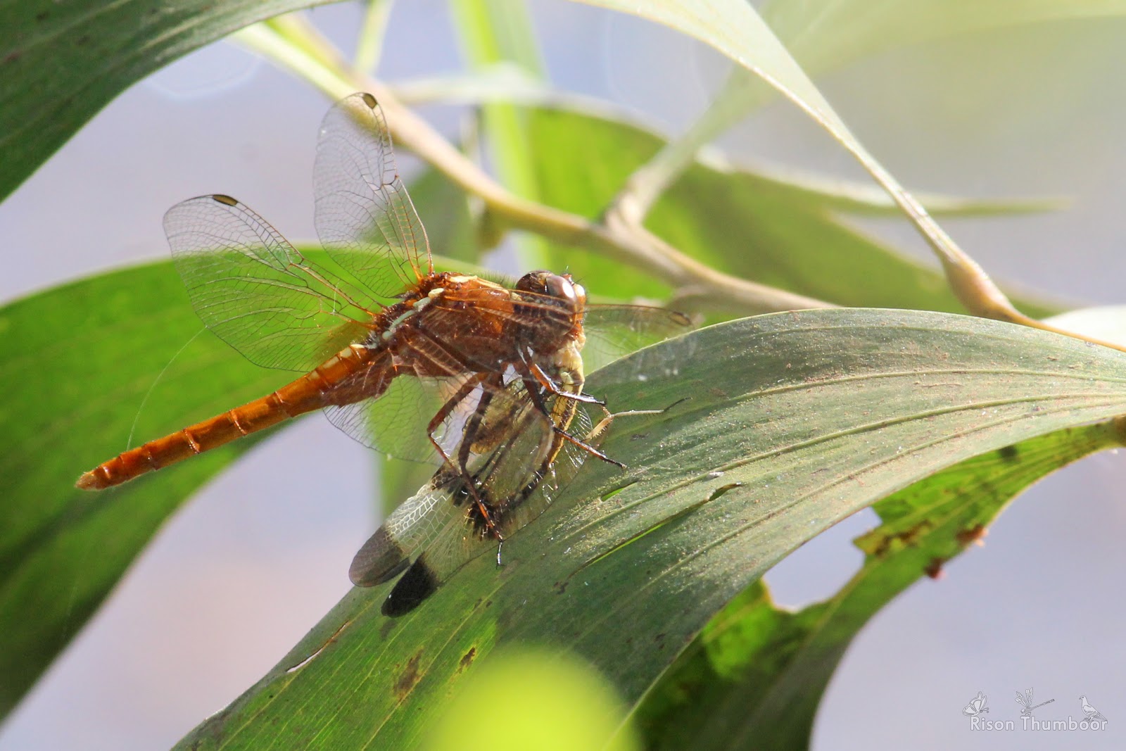 Dragonflies and Damselflies Of Kerala: Rufous Marsh Glider (Rhodothemis ...