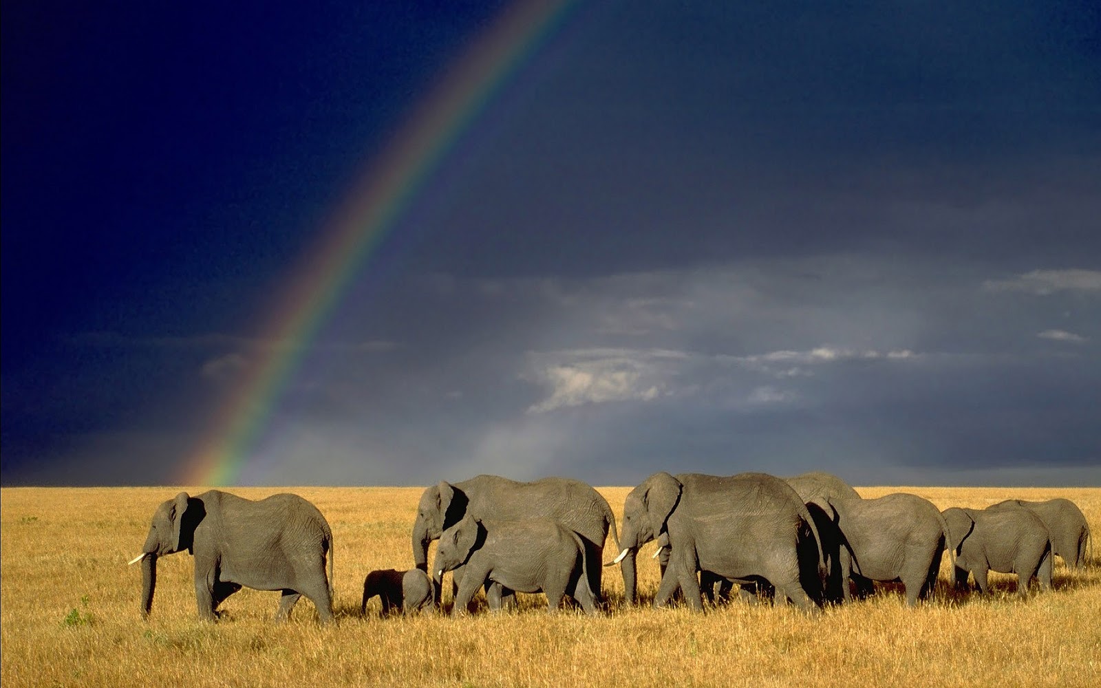 Olifanten Achtergronden