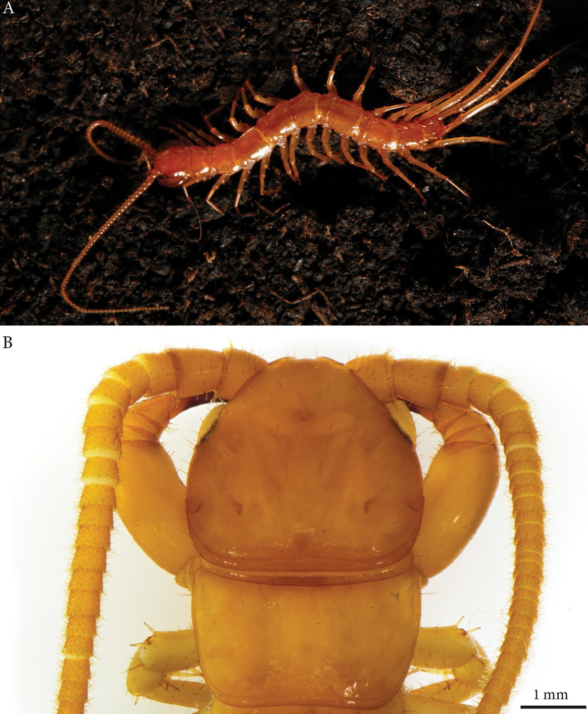 Species New to Science: [Invertebrate • 2017] Eupolybothrus liburnicus ...