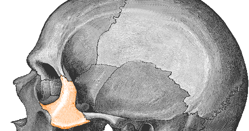 El Cuerpo Humano: El hueso cigomático