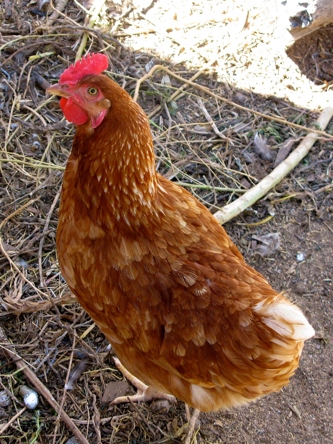 Motherworldly: Middle-aged Mutant Ninja Chicken