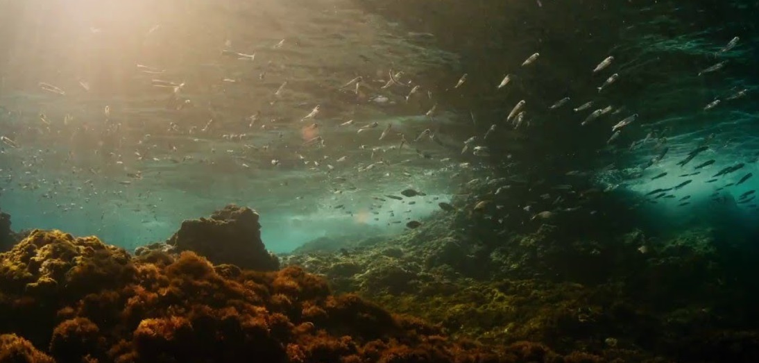 Cinematic Releases: Evolution (2016) - Reviewed