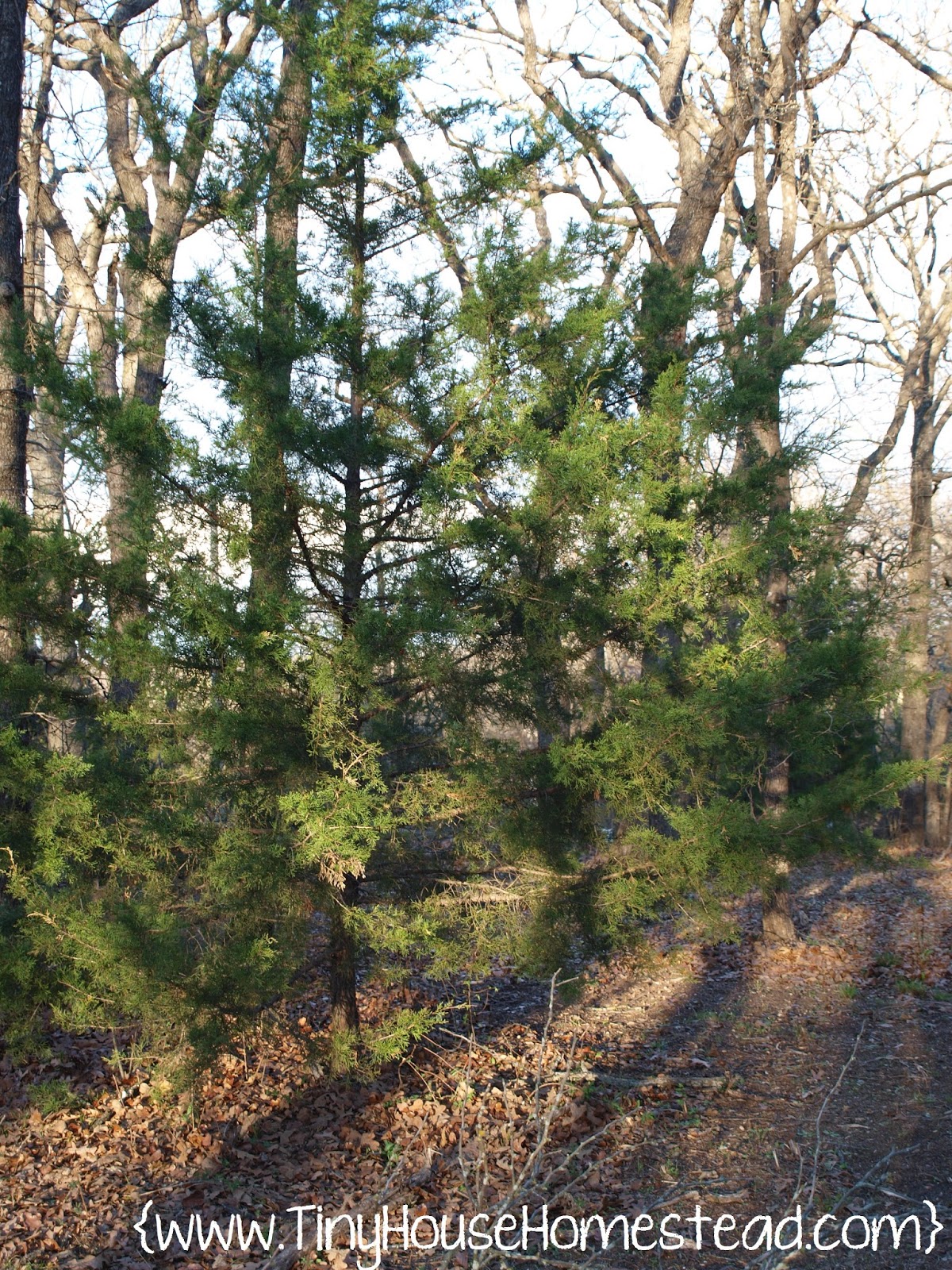 Tiny House Homestead: Managing Eastern Red Cedar on the Homestead
