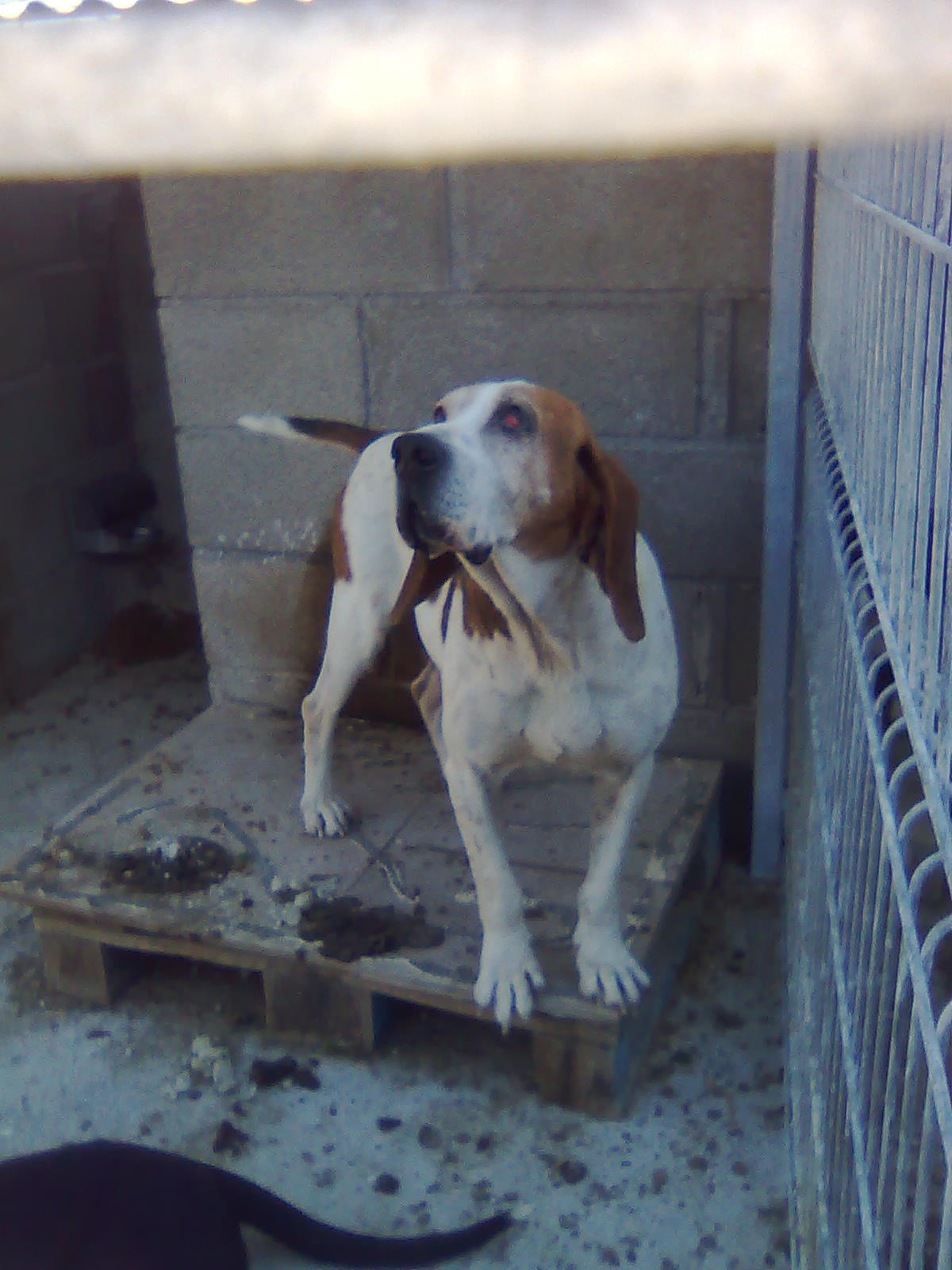 Alano Español Niebla de Guara: EL PERRO DE AGARRE UNA NECESIDAD EN LA ...