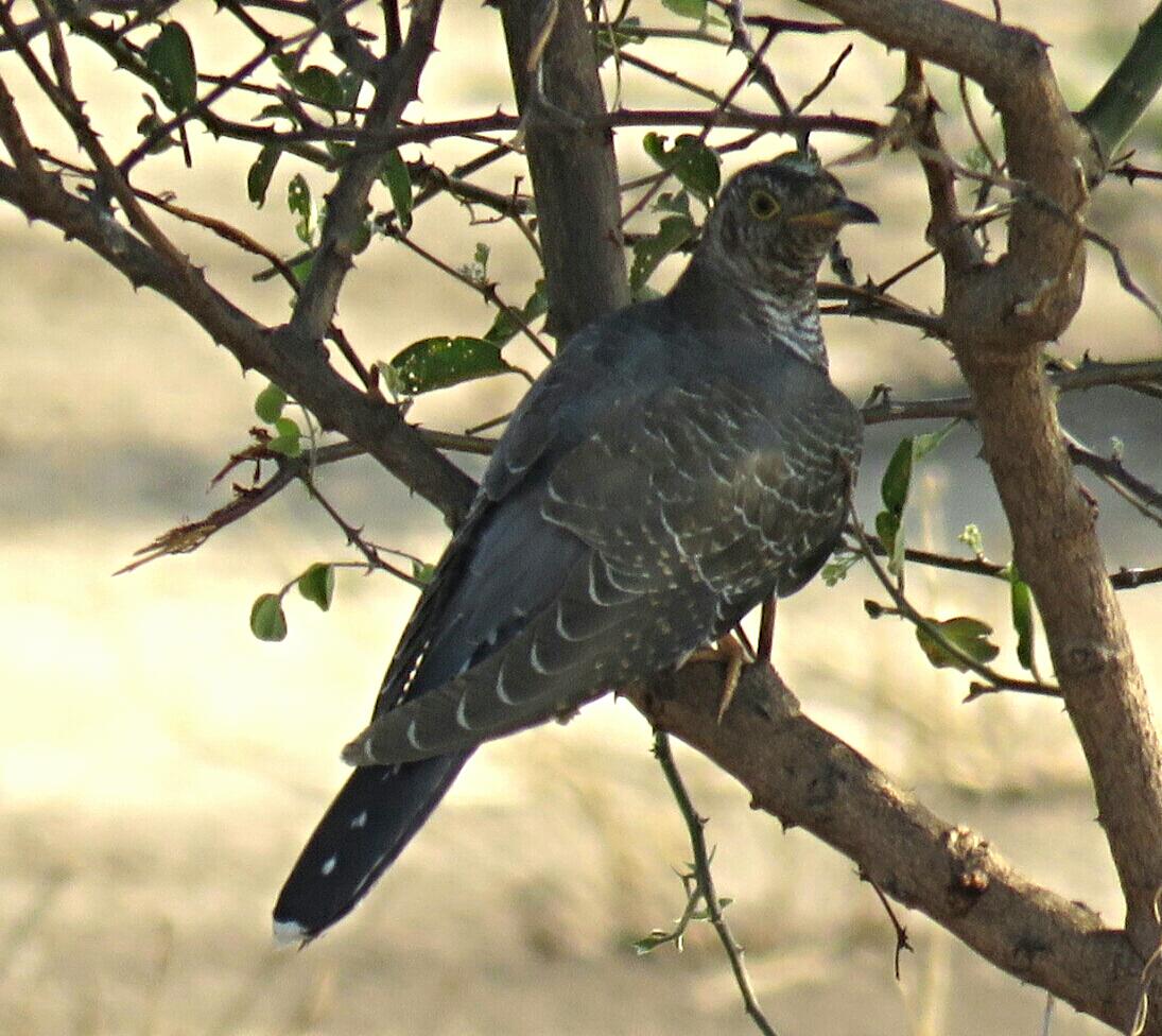 Bird & Travel Photos, Birding Sites, Bird Information: FEMALE AFRICAN ...
