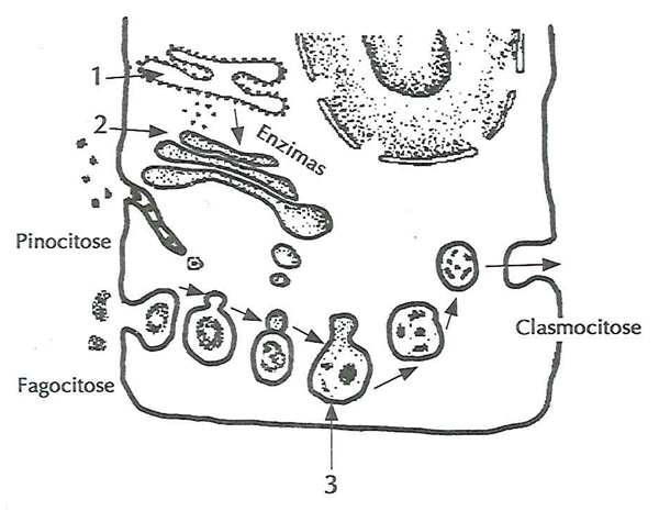 (FATEC) O esquema a seguir representa basicamente o processo da ...