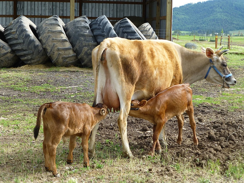 Rural Revolution: Double dipping