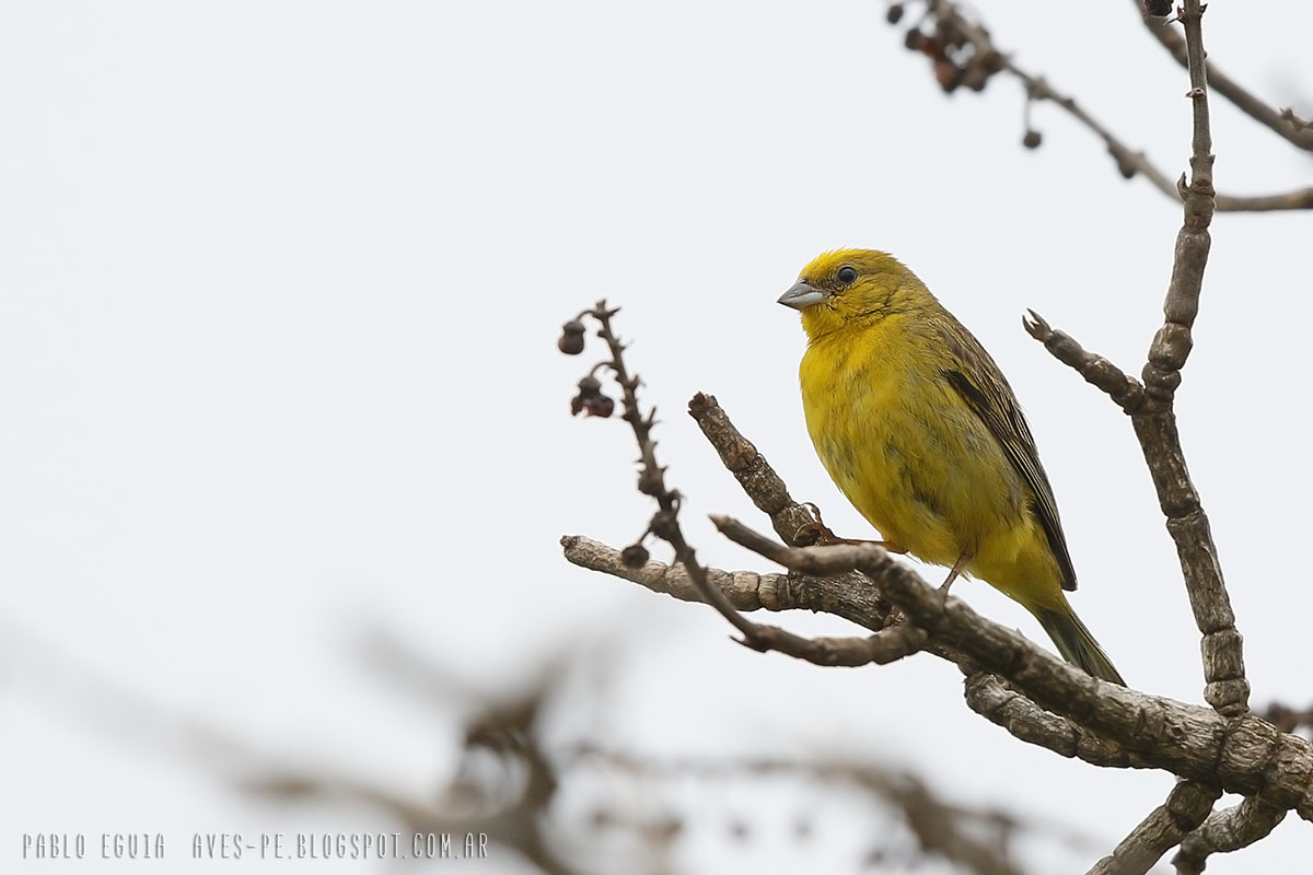 mis fotos de aves: Sicalis citrina Jilguero Cola Blanca Stripe-tailed ...