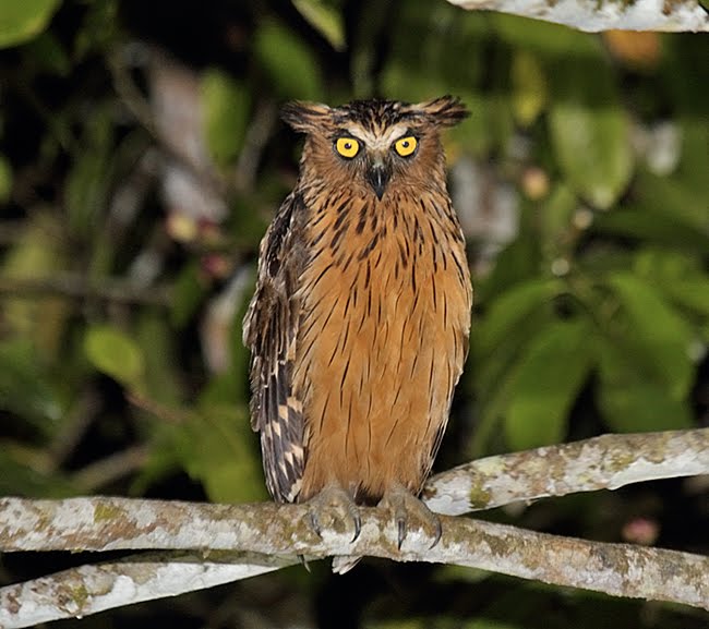 Lost in BIrding: On the banks of the Kinabatangan...BORNEO (5-6 Oct)
