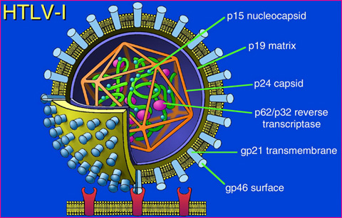 Vírus HTLV-1 ameaça os aborígines australianos: coalizão internacional ...