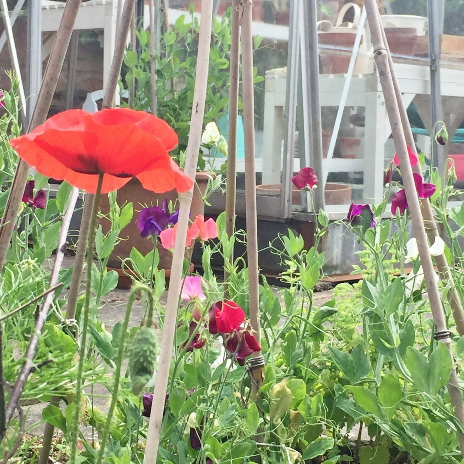 Helen Philipps: Poppies and Daisies