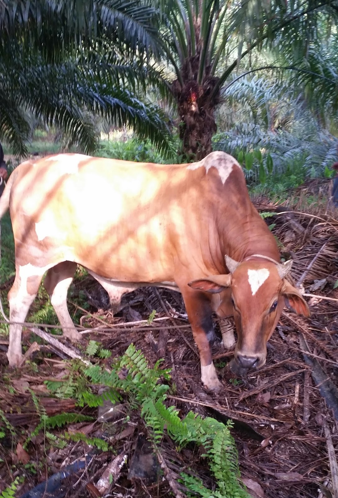 Warisan Petani: Ternakan Lembu 7