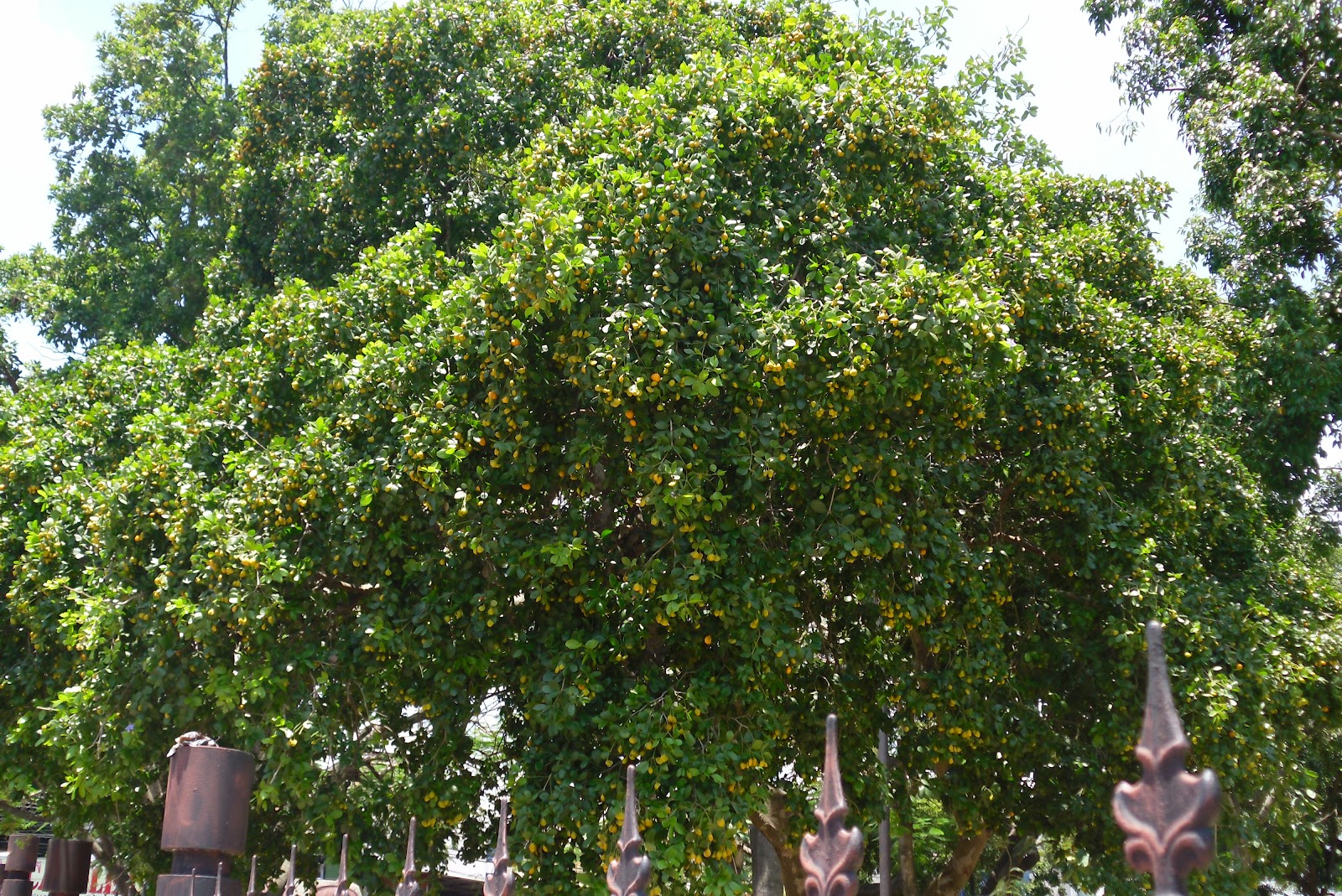 MEDICINA TRADICIONAL DOMINICANA