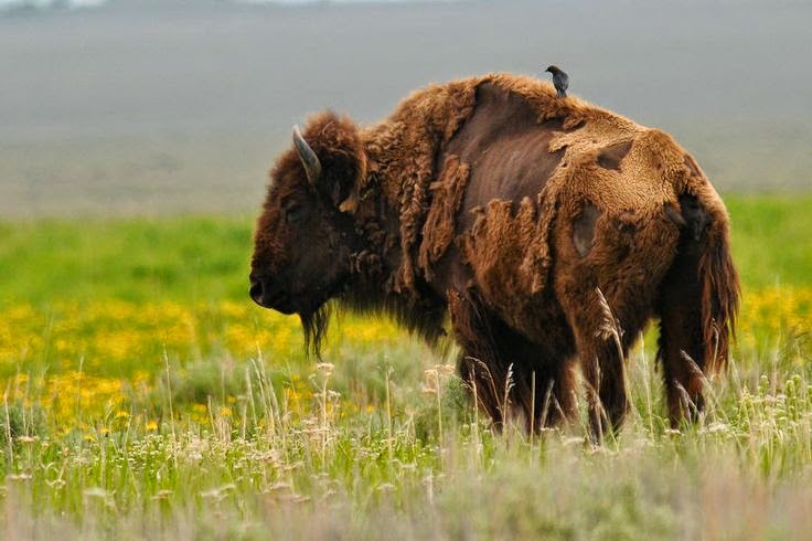 White Wolf : So Generous! Meet 7 Animals Who Love Giving Gifts
