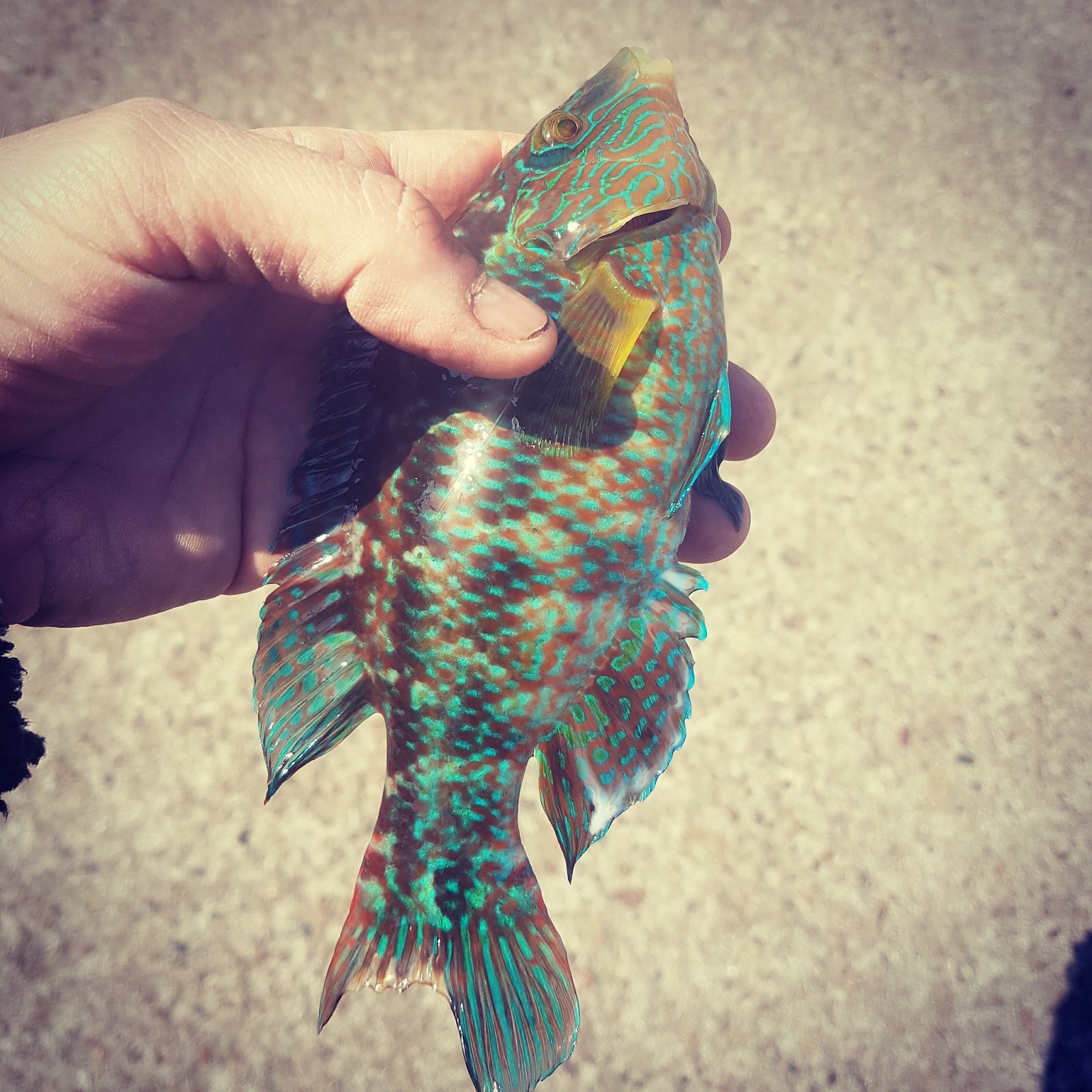 Fish Hooked: Wrasse Fishing Samphire Hoe